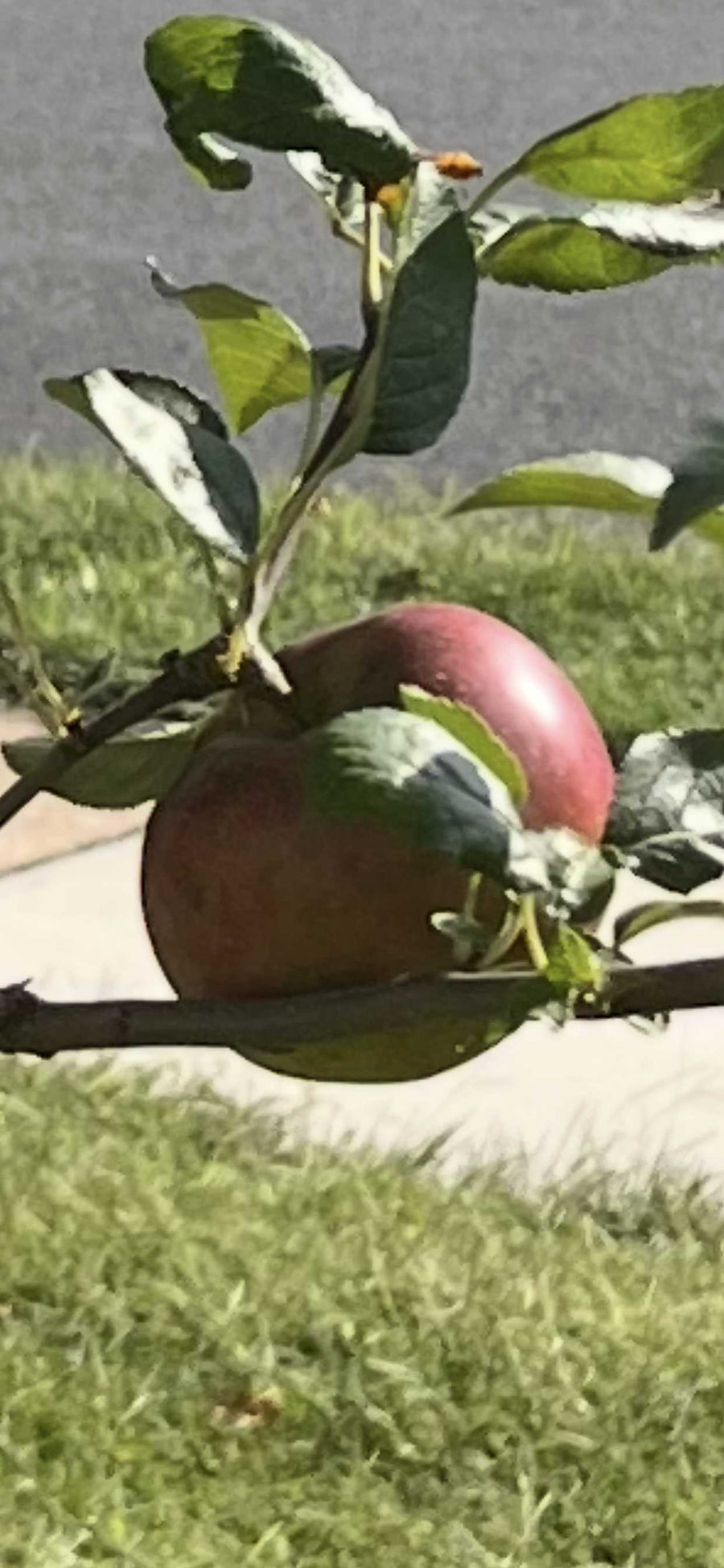 Enterprise | Workhorse Trees